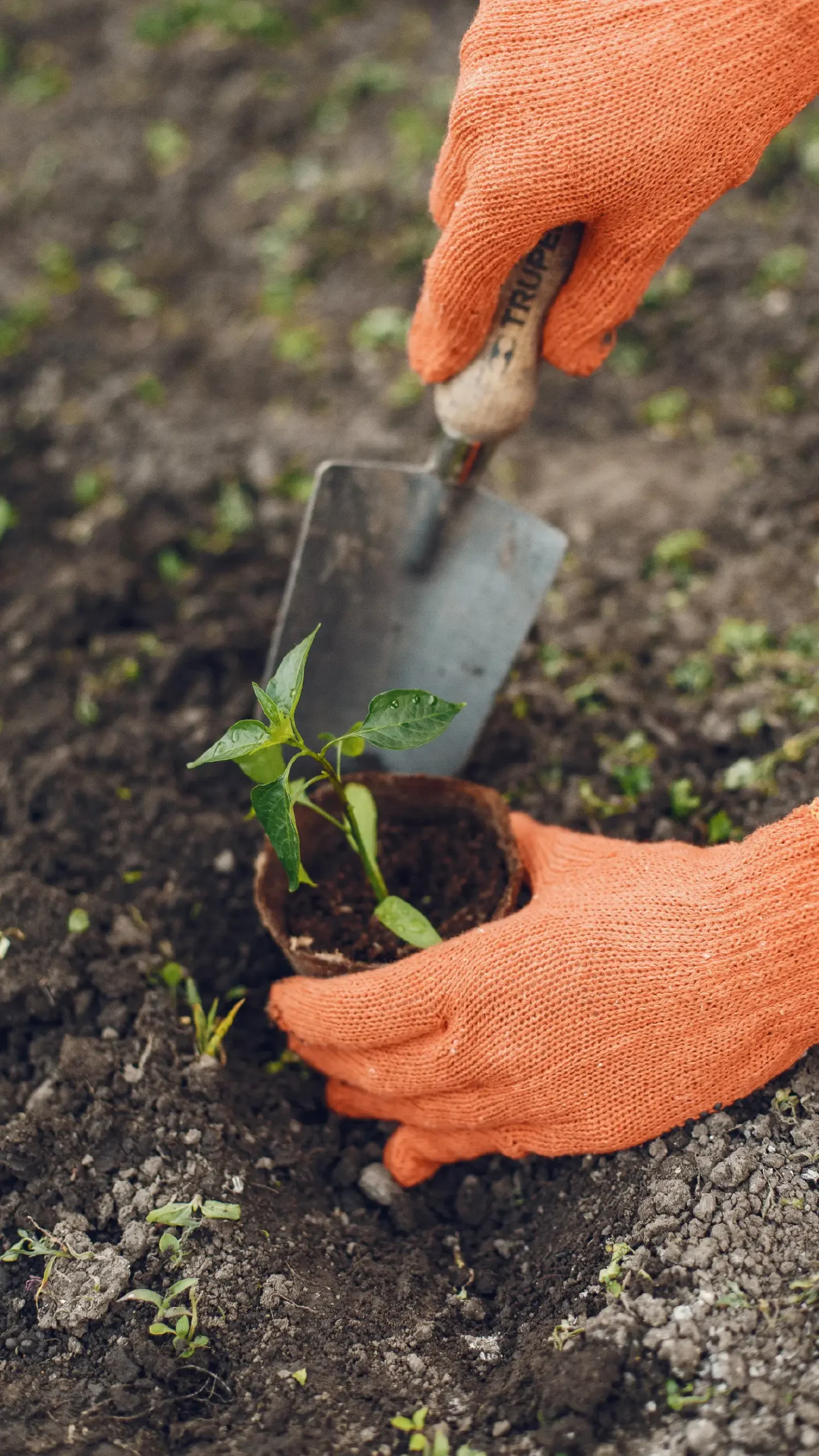 Stay Active, Stay Strong - Meae Care